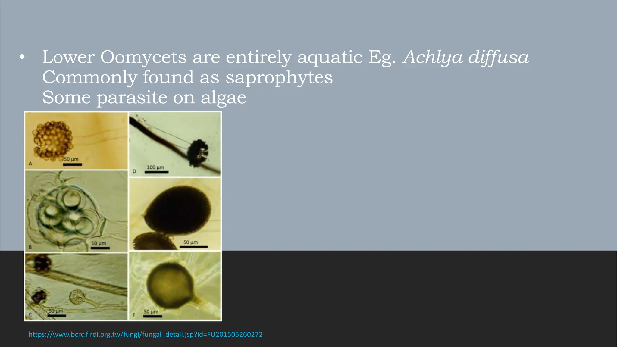 Oomycetes (Water Molds).pptx | Biological Sciences | Science