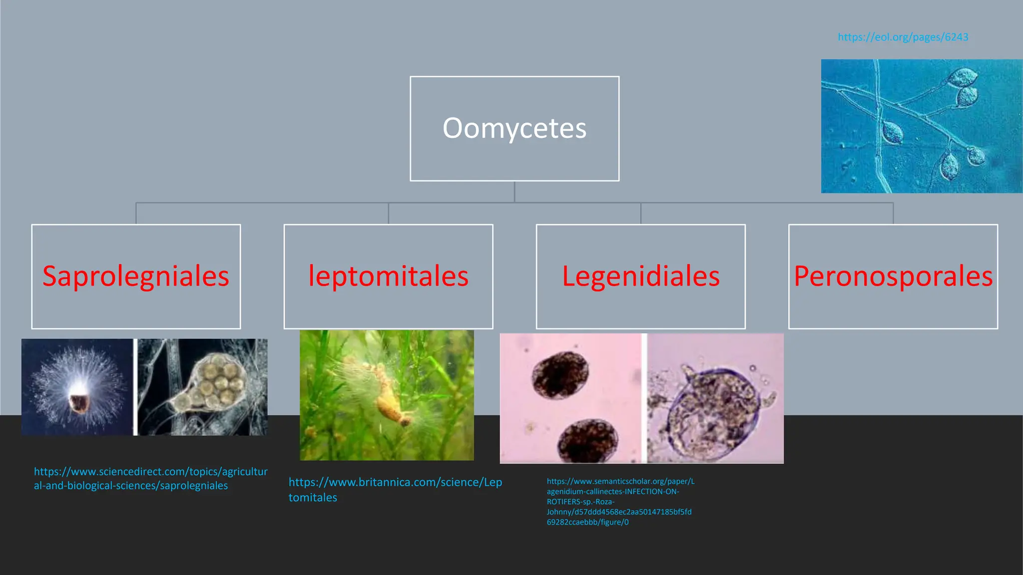 Oomycetes (Water Molds).pptx | Biological Sciences | Science