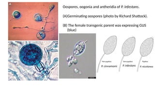 Oomycota: Unveiling Oomycota: Eukaryotic Plant Pathogens- The Water ...