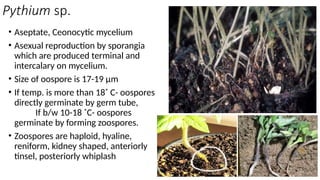 Oomycota: Unveiling Oomycota: Eukaryotic Plant Pathogens- The Water ...