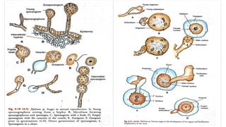 Oomycota: Unveiling Oomycota: Eukaryotic Plant Pathogens- The Water ...