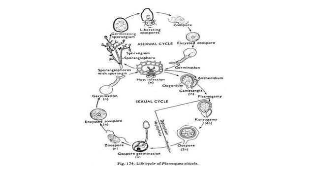 Oomycota: Unveiling Oomycota: Eukaryotic Plant Pathogens- The Water ...