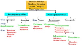Oomycota: Unveiling Oomycota: Eukaryotic Plant Pathogens- The Water ...