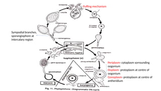 Oomycota: Unveiling Oomycota: Eukaryotic Plant Pathogens- The Water ...
