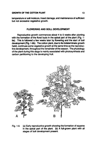 Cotton Plant Growth Stages