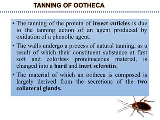 Ootheca .ppt | Free Download