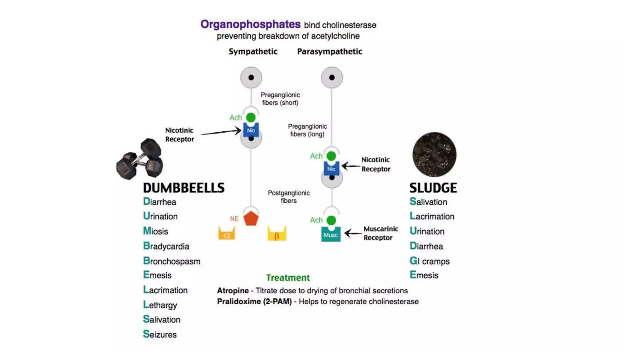 ORGANOPHOSPHATE POISONING | PPTX