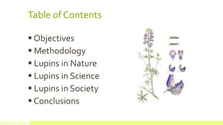 LUPINS: a protein crop able to perform in drylands | PPT