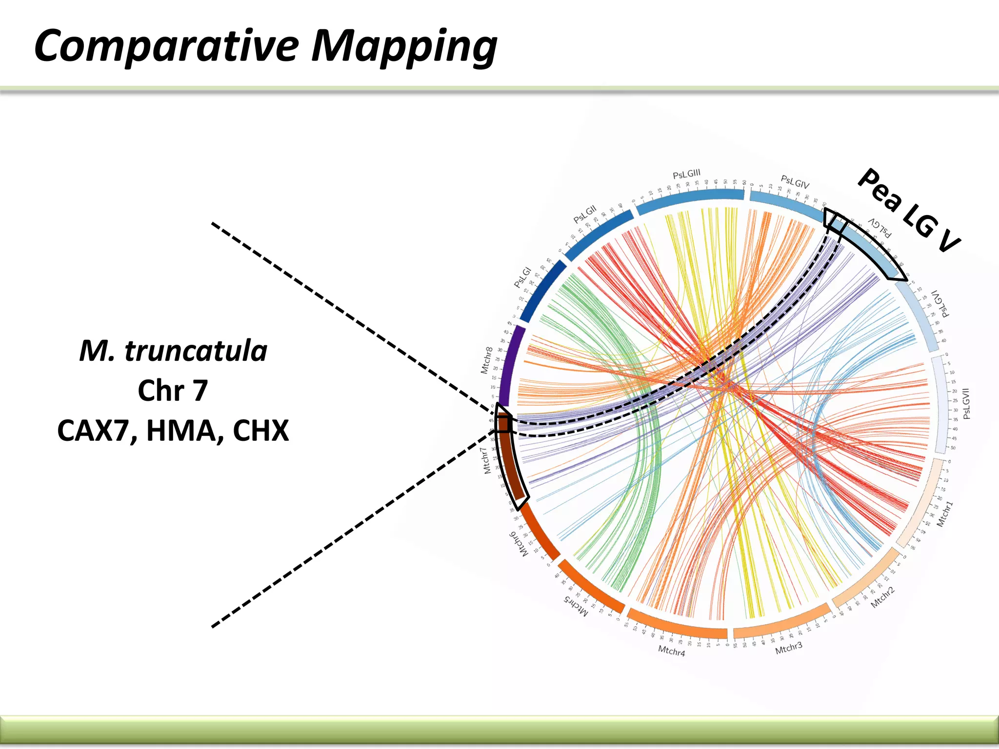 Genome-wide SNP identification, linkage map construction and QTL ...