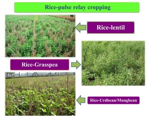 Rice fallows- An opportunity for horizontal expansion of pulses | PPTX