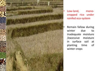 Rice fallows- An opportunity for horizontal expansion of pulses | PPTX