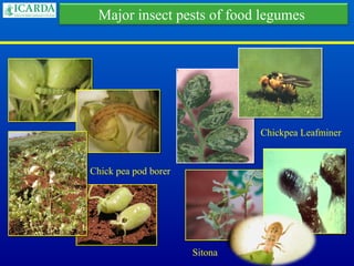 Management of Insect Pests of Food Legumes in West and Central Asia and ...