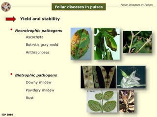 Foliar Diseases in Pulses | PPTX