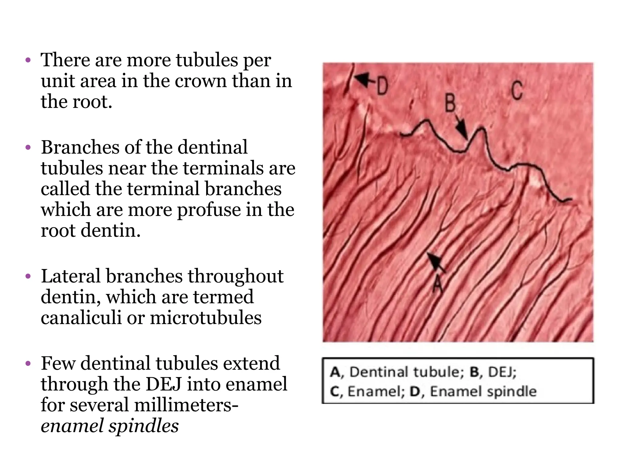 dentinogenesis, formation of dentin and its mineralisation | PPTX | Dental Health | Diseases and ...