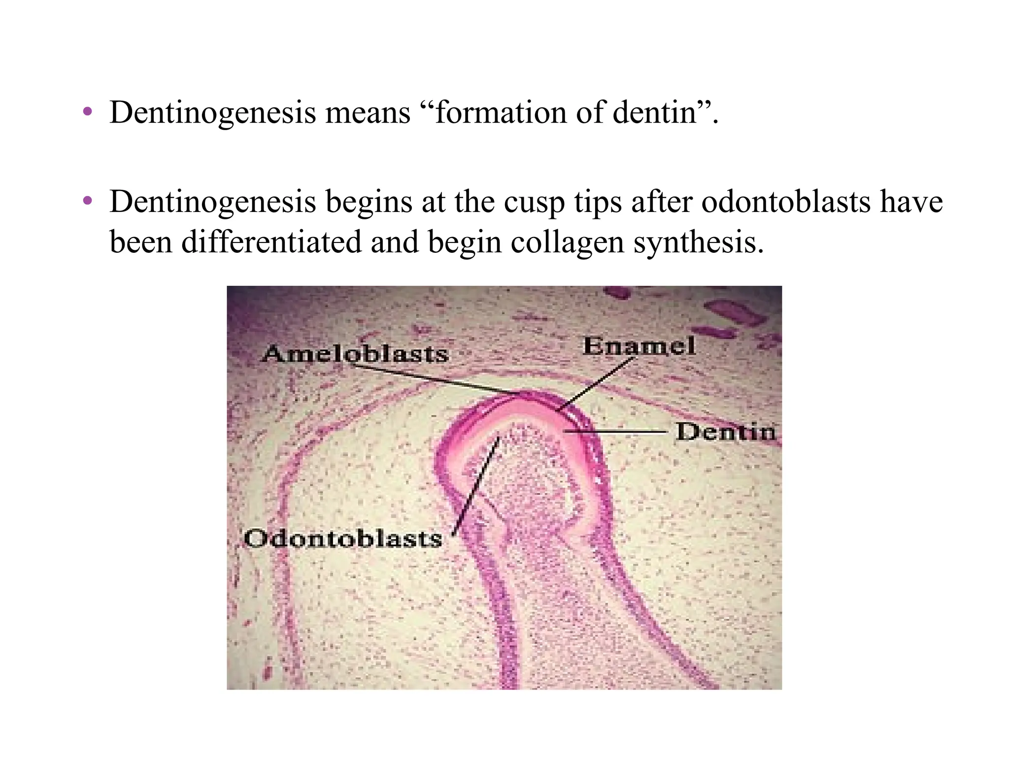 dentinogenesis, formation of dentin and its mineralisation | PPTX | Dental Health | Diseases and ...