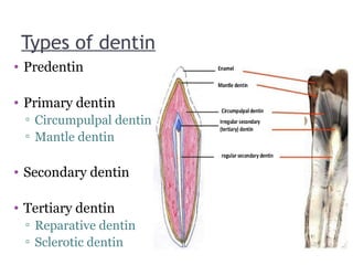 dentinogenesis, formation of dentin and its mineralisation | PPTX