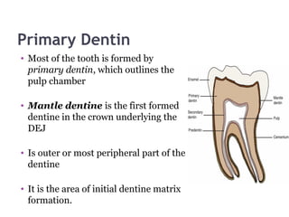 dentinogenesis, formation of dentin and its mineralisation | PPTX
