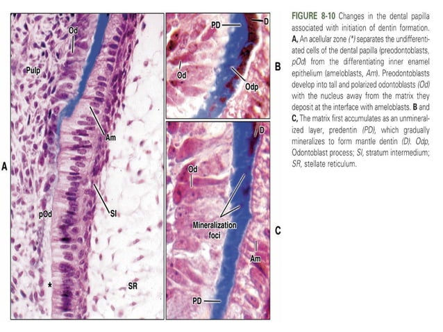 dentinogenesis, formation of dentin and its mineralisation | PPTX | Dental Health | Diseases and ...