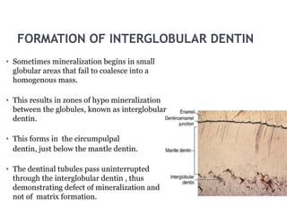 dentinogenesis, formation of dentin and its mineralisation | PPTX