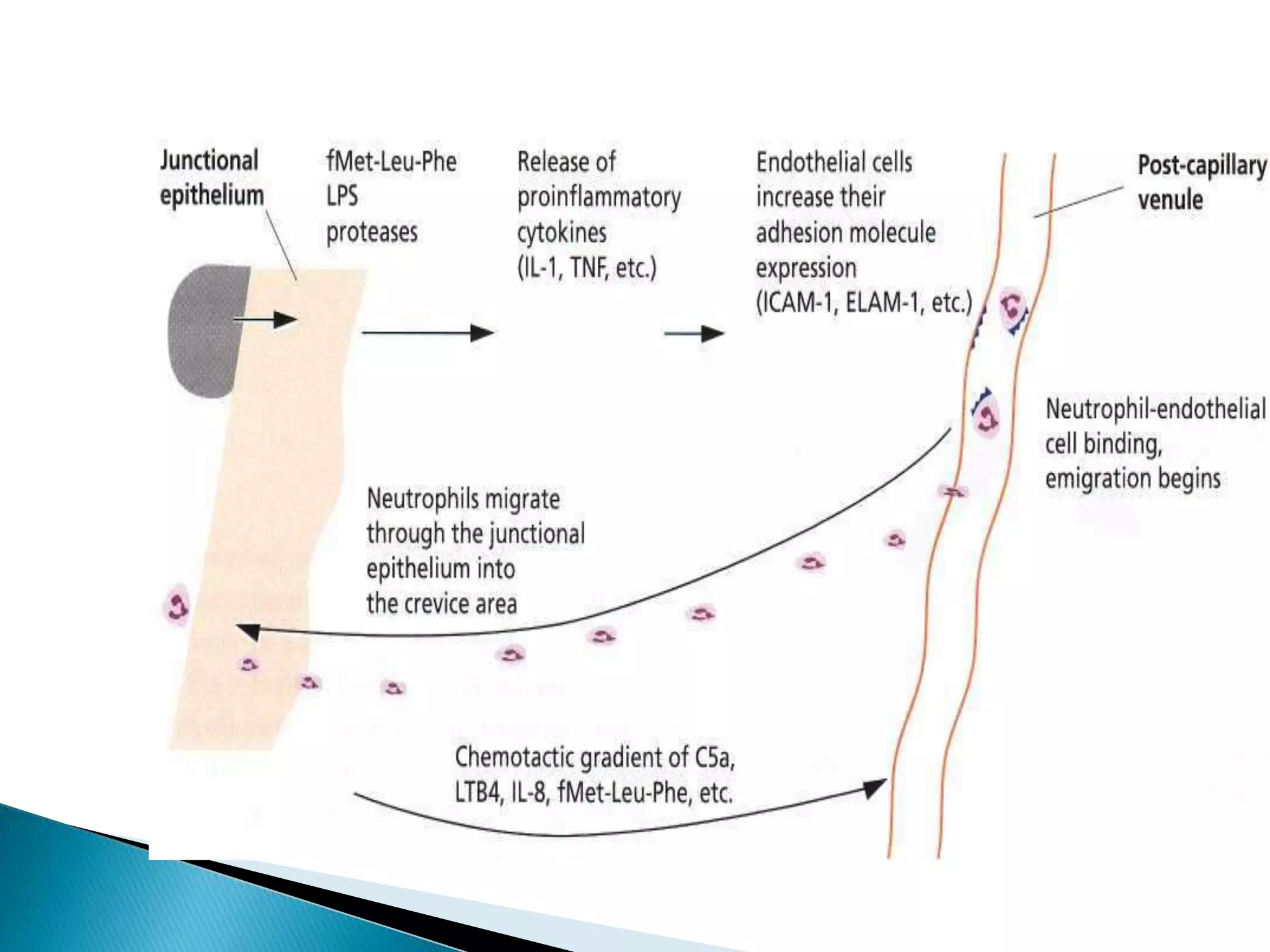 Periodontal pathogenesis | PPTX