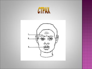 Opažanje osoba | PPT