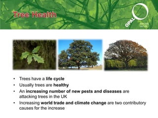 OPAL Tree Health Survey training presentation | PPTX
