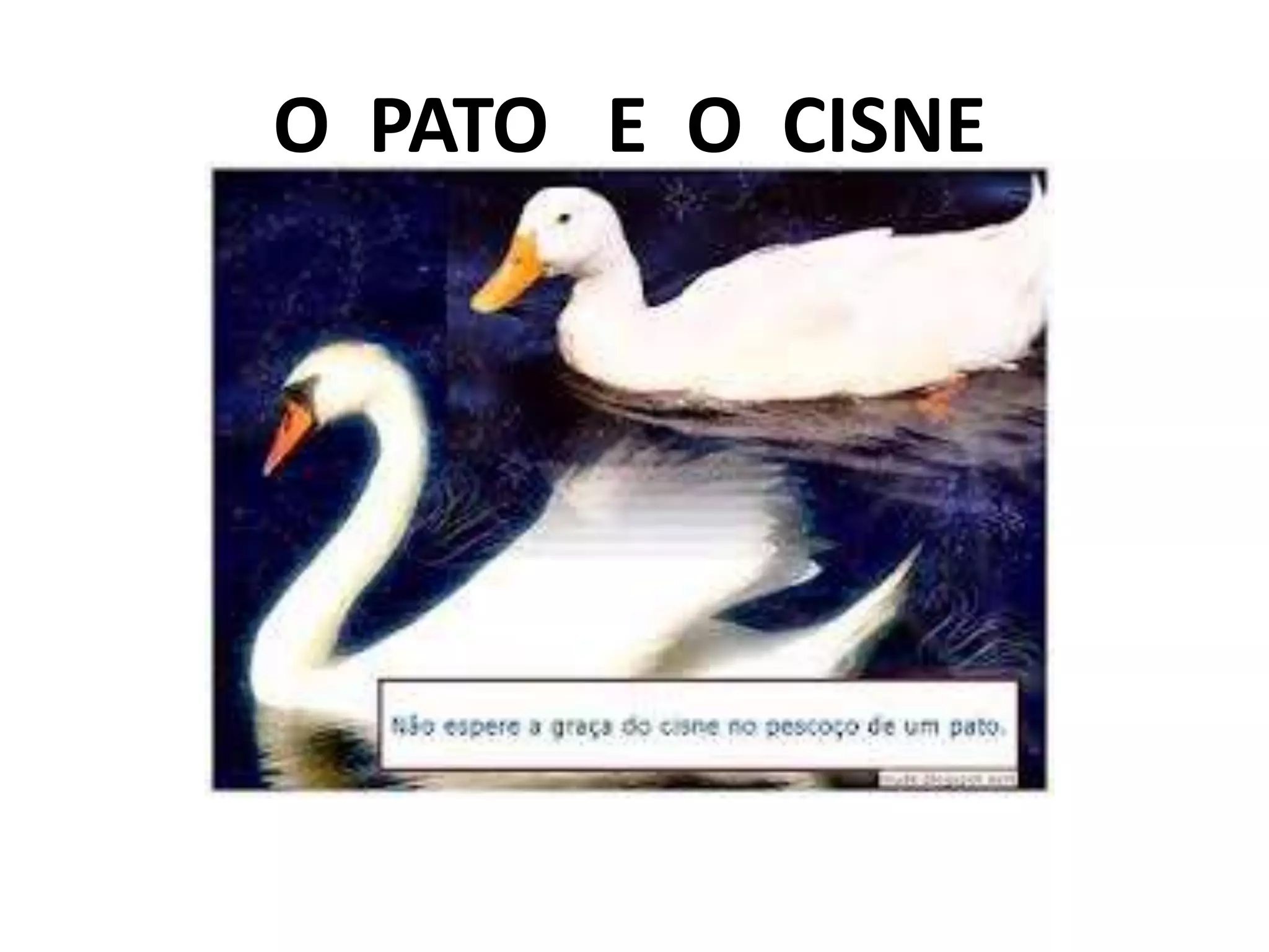 O pato e o cisne | PPTX
