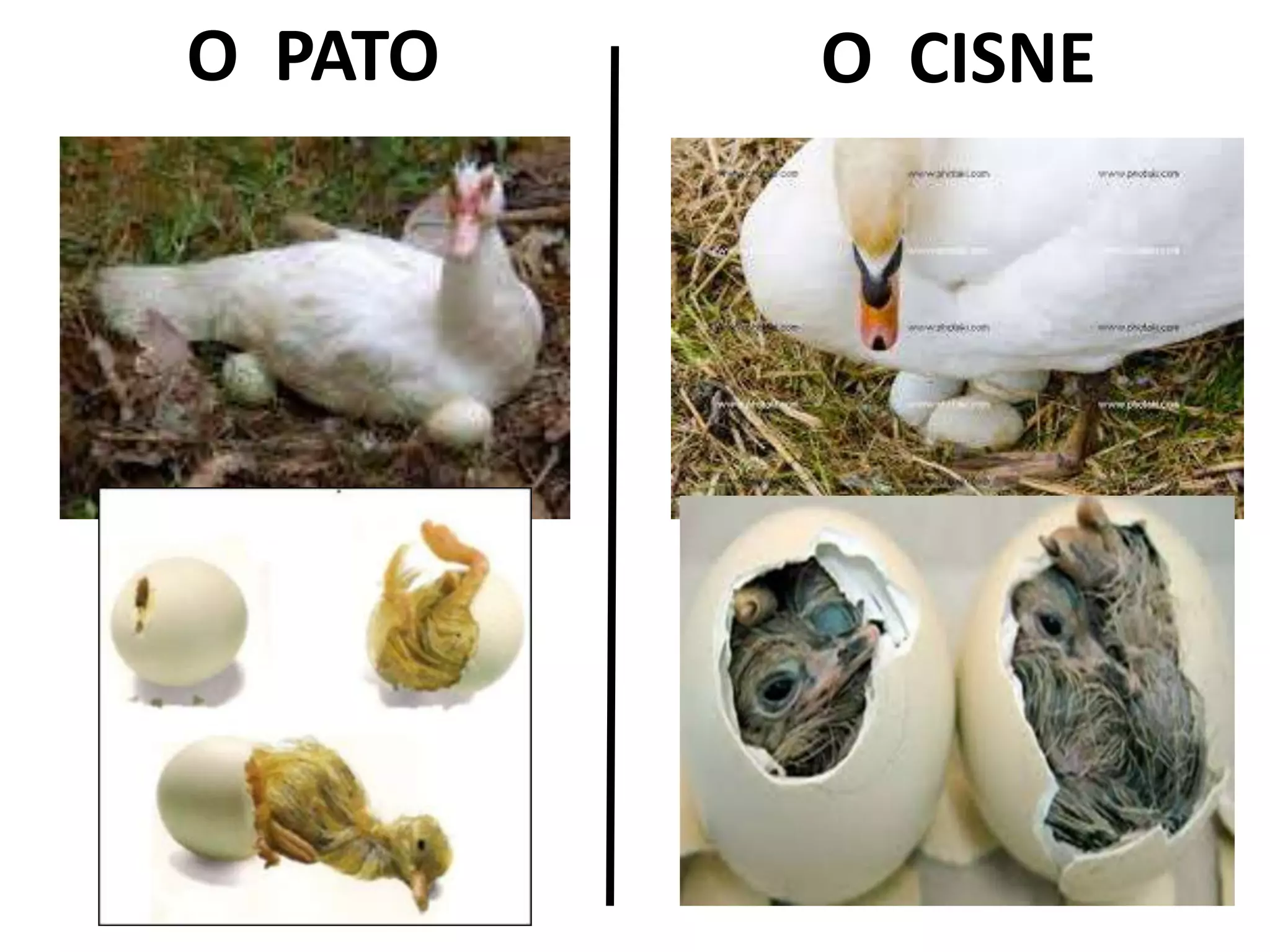 O pato e o cisne | PPTX