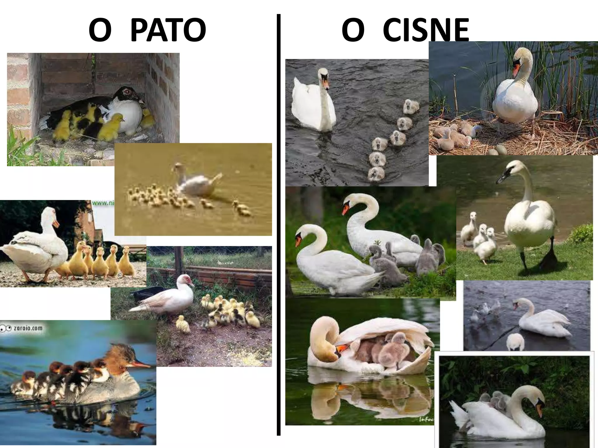 O pato e o cisne | PPTX