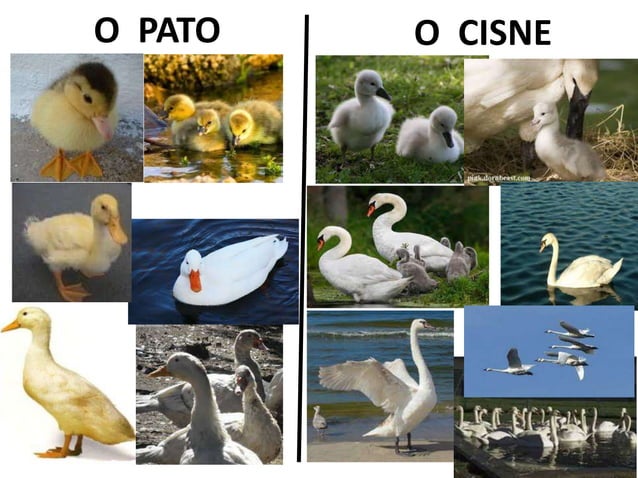 O pato e o cisne | PPTX