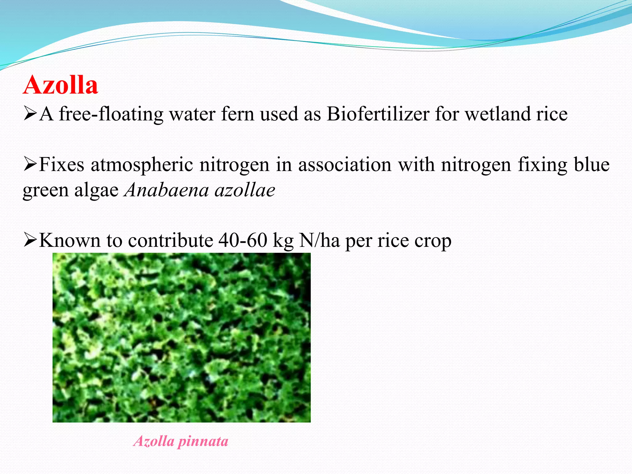 ROLE OF BIOFERTILIZERS IN VEGETABLE PRODUCTION | PPTX