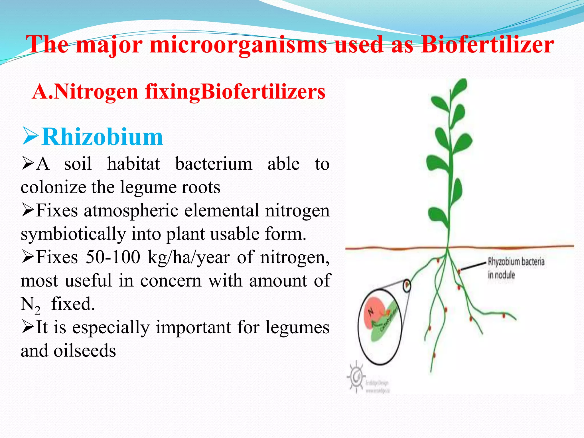 ROLE OF BIOFERTILIZERS IN VEGETABLE PRODUCTION | PPTX