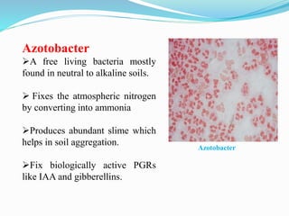 ROLE OF BIOFERTILIZERS IN VEGETABLE PRODUCTION | PPTX