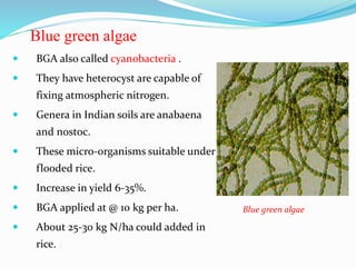 ROLE OF BIOFERTILIZERS IN VEGETABLE PRODUCTION | PPTX