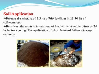 ROLE OF BIOFERTILIZERS IN VEGETABLE PRODUCTION | PPTX