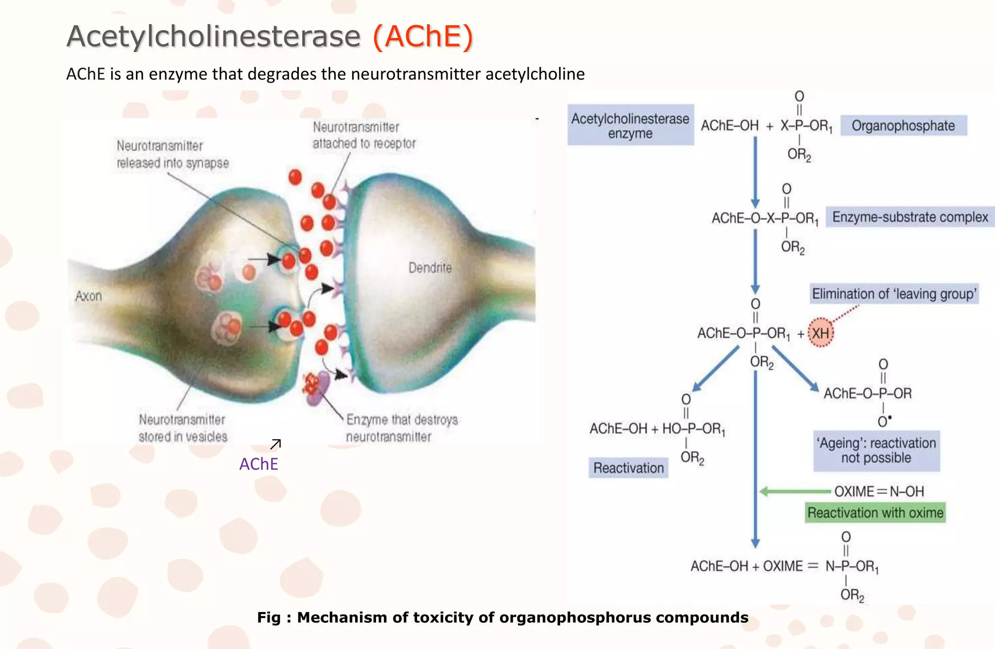 OPC Poisonig Slide ,Treatment and Data analysis. | PPTX