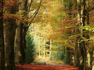 Opdracht 5: De natuur | PPT