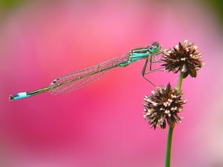 Opdracht 5: De natuur | PPT