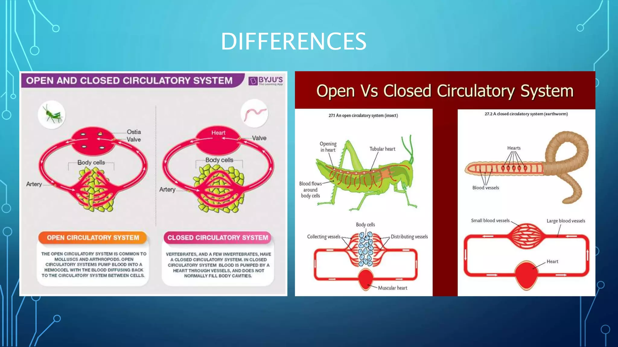 Open and close circulatory systems and examples | PPTX