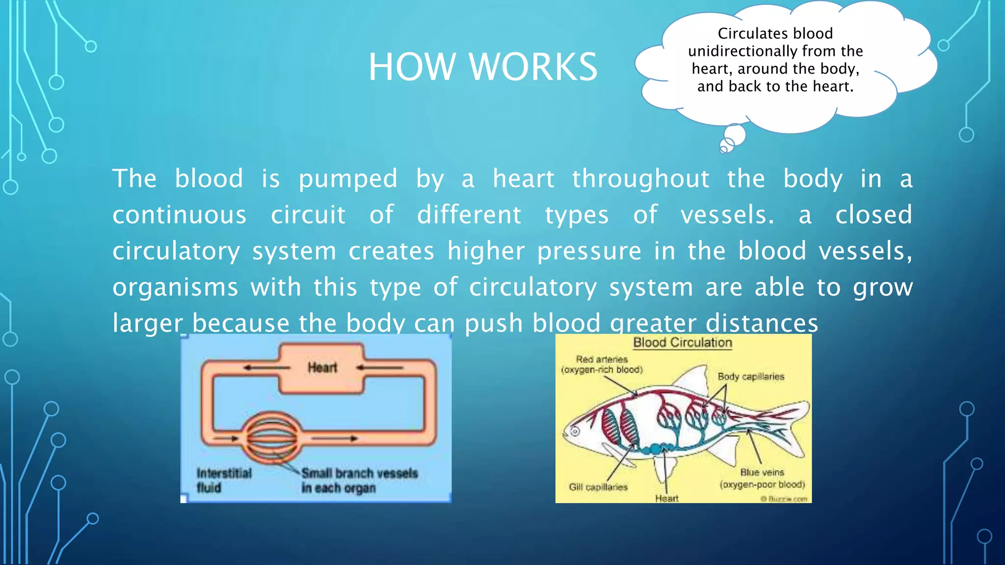 Open and close circulatory systems and examples | PPTX