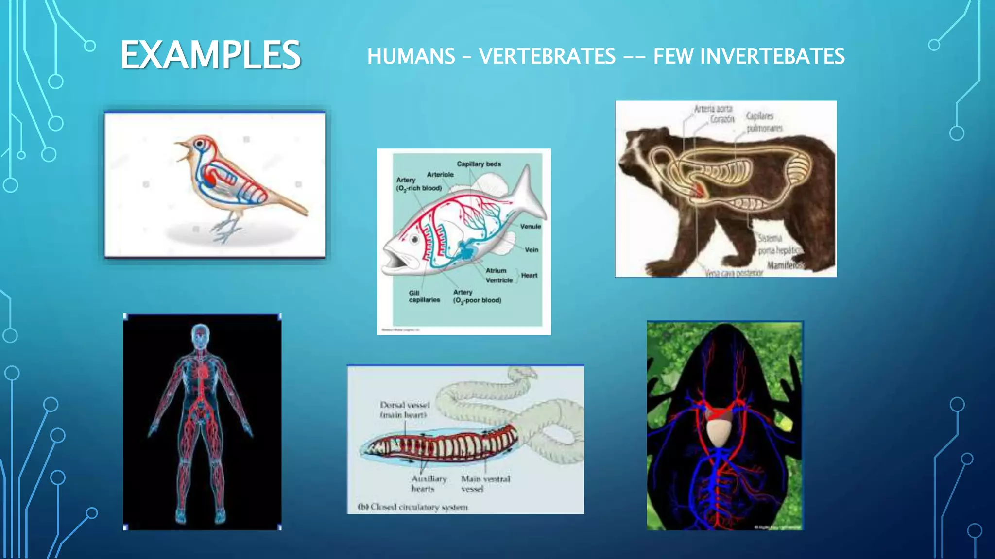 Open and close circulatory systems and examples | PPTX