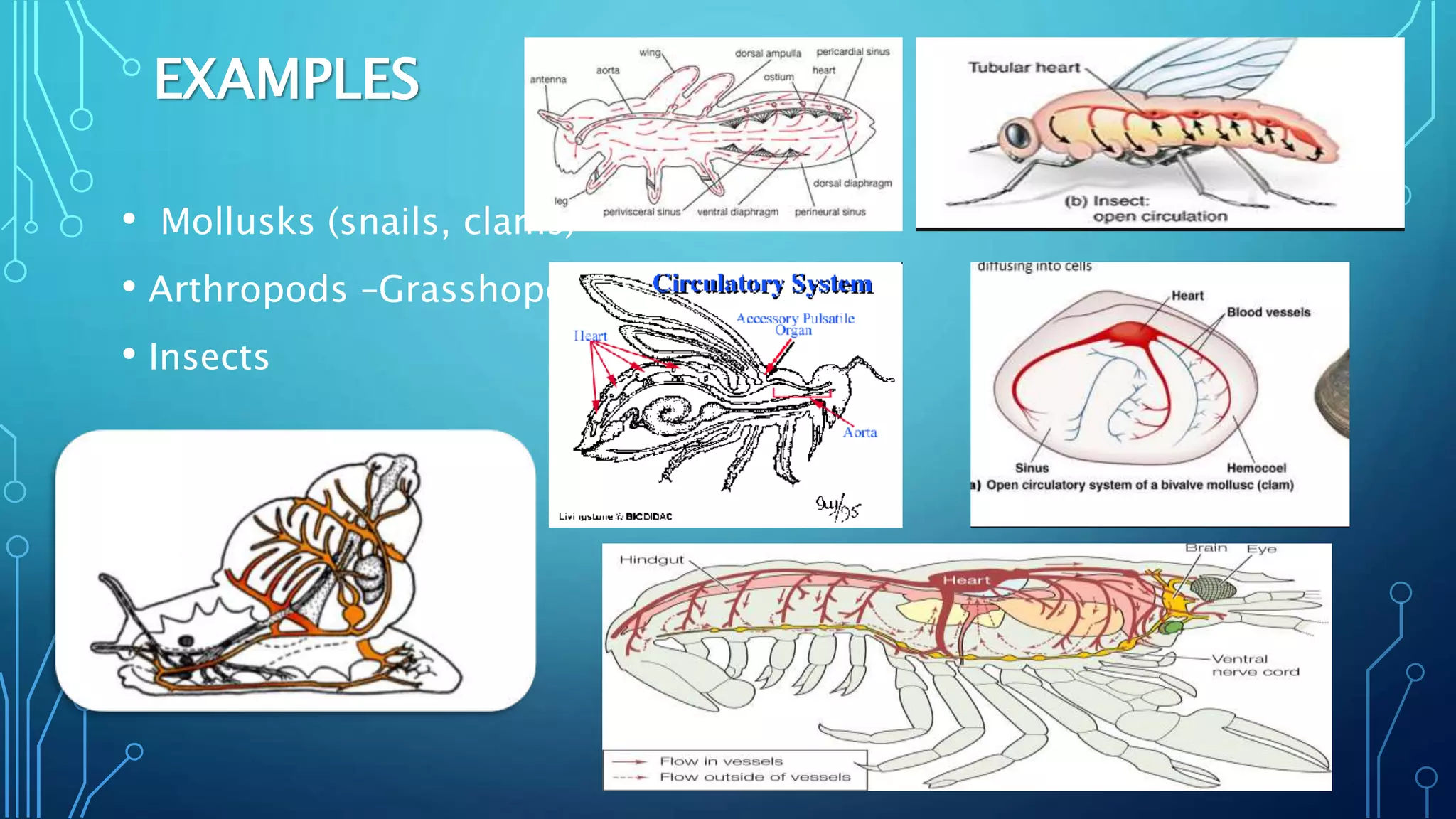Open and close circulatory systems and examples | PPTX