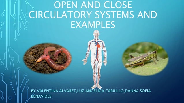 Open and close circulatory systems and examples | PPTX