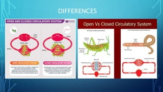 Open and close circulatory systems and examples | PPTX