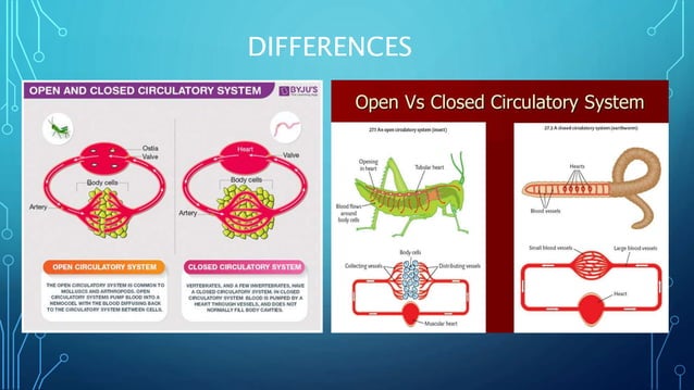 Open and close circulatory systems and examples | PPTX