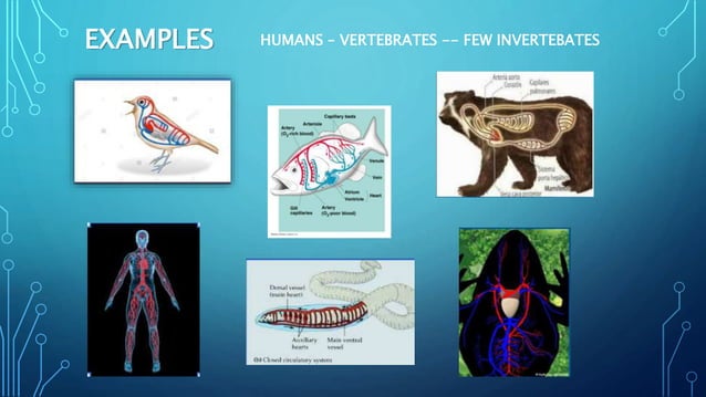 Open and close circulatory systems and examples | PPTX