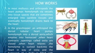 Open and close circulatory systems and examples | PPTX