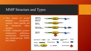 how to run gel electrophoresis and set up | PPTX