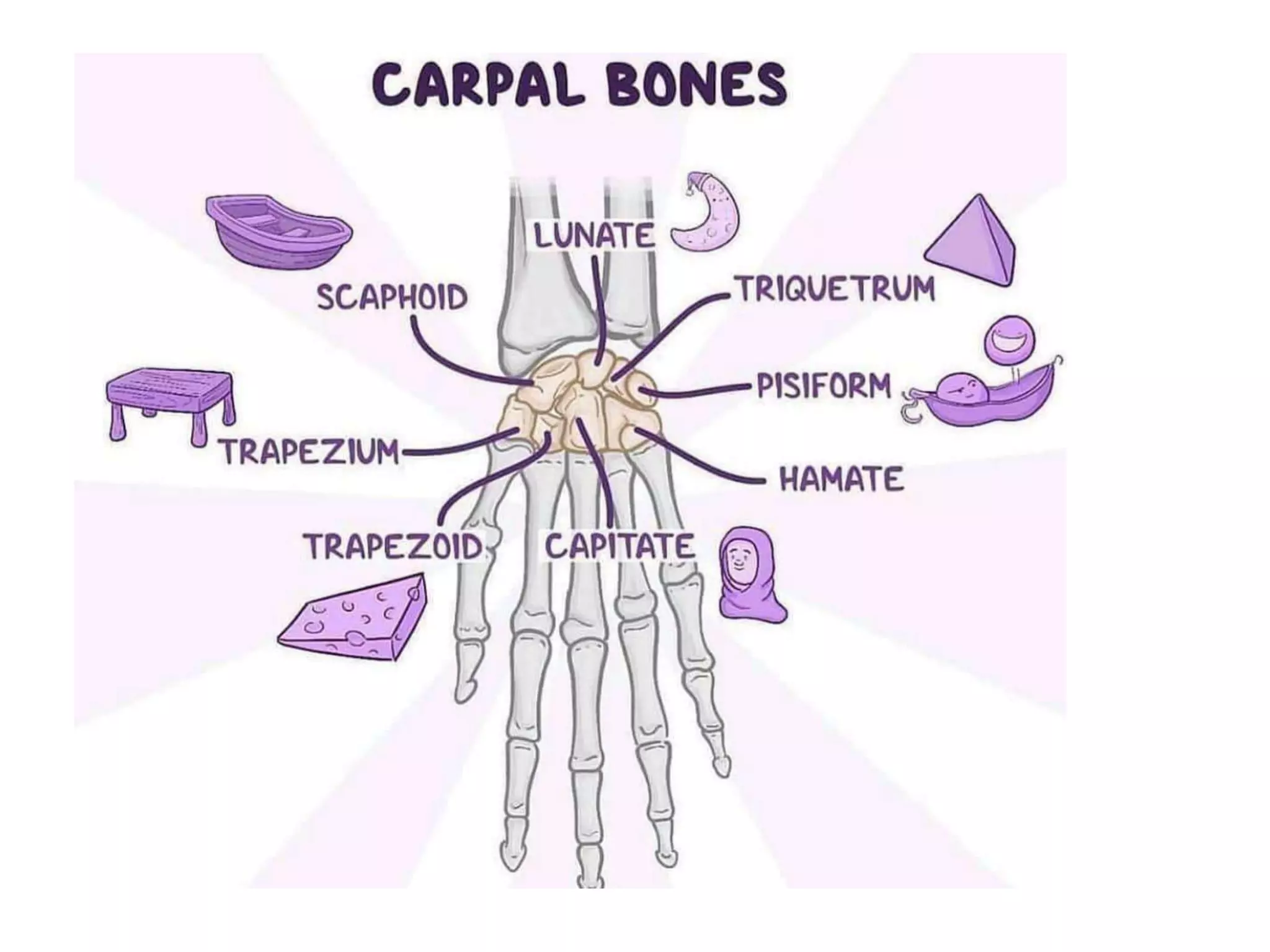Open Reduction of carpal bone fractures | PPTX