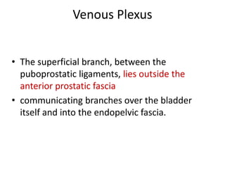 Open Retropubic Prostatectomy | PPT